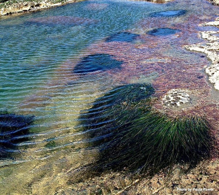 Point Arena-Stornetta Lands National Public Monument – Point Arena ...